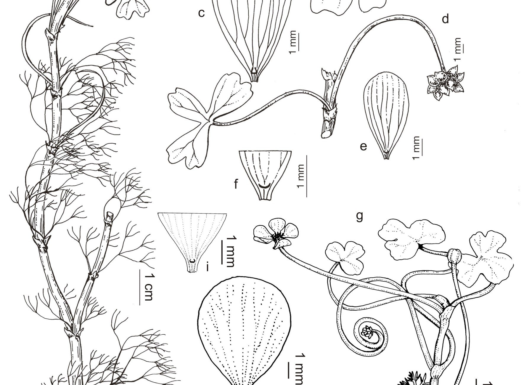 Curso de dibujo botánico. Técnica: lápiz y tinta